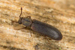 Zo herken je houtwormen! - Woodprotec