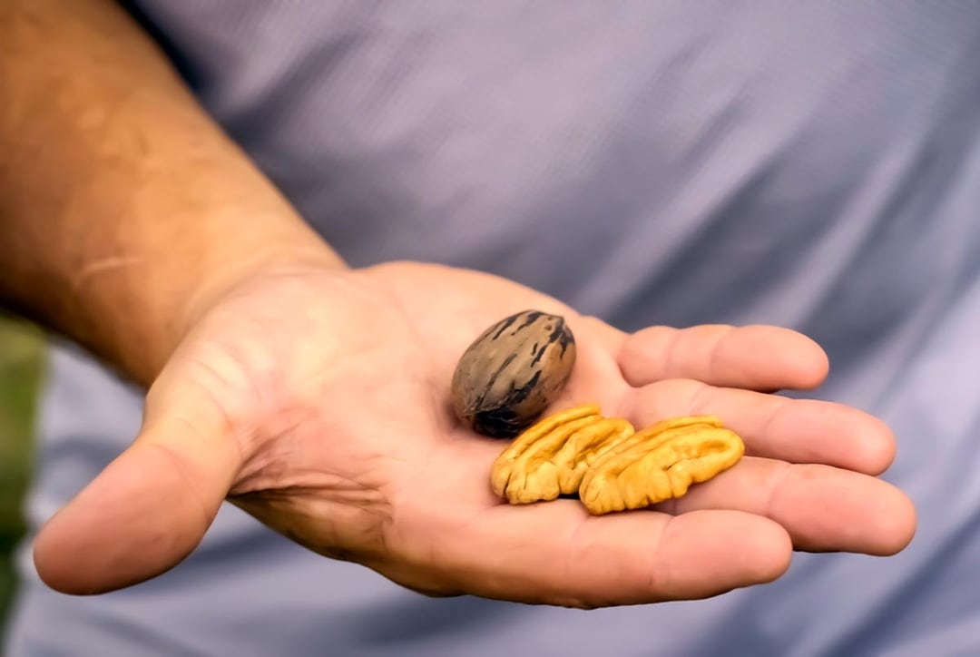 Durden Pecan - Family Owned - USA Grown Premium Georgia Pecans