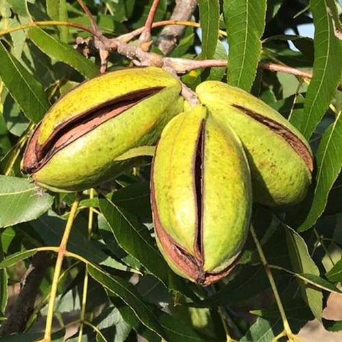 Durden Pecan - Family Owned - USA Grown Premium Georgia Pecans