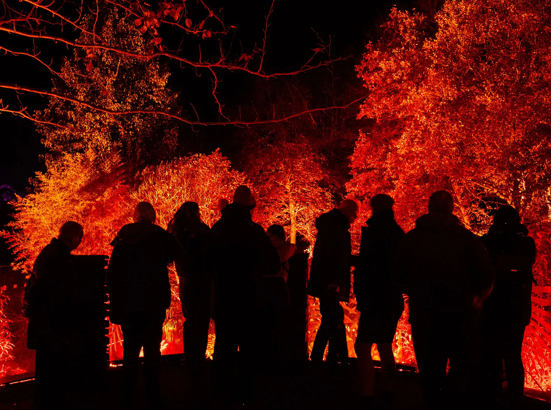 Press: Light Up Sir Harold Hillier Gardens at Christmas | Light Up Trails