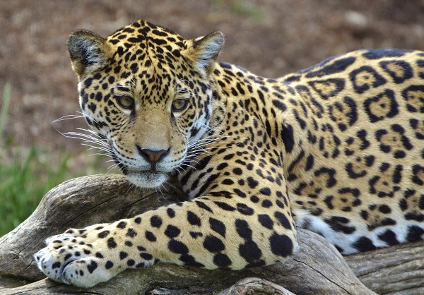 The Wildlife Of The Amazon River | Fred. Holidays