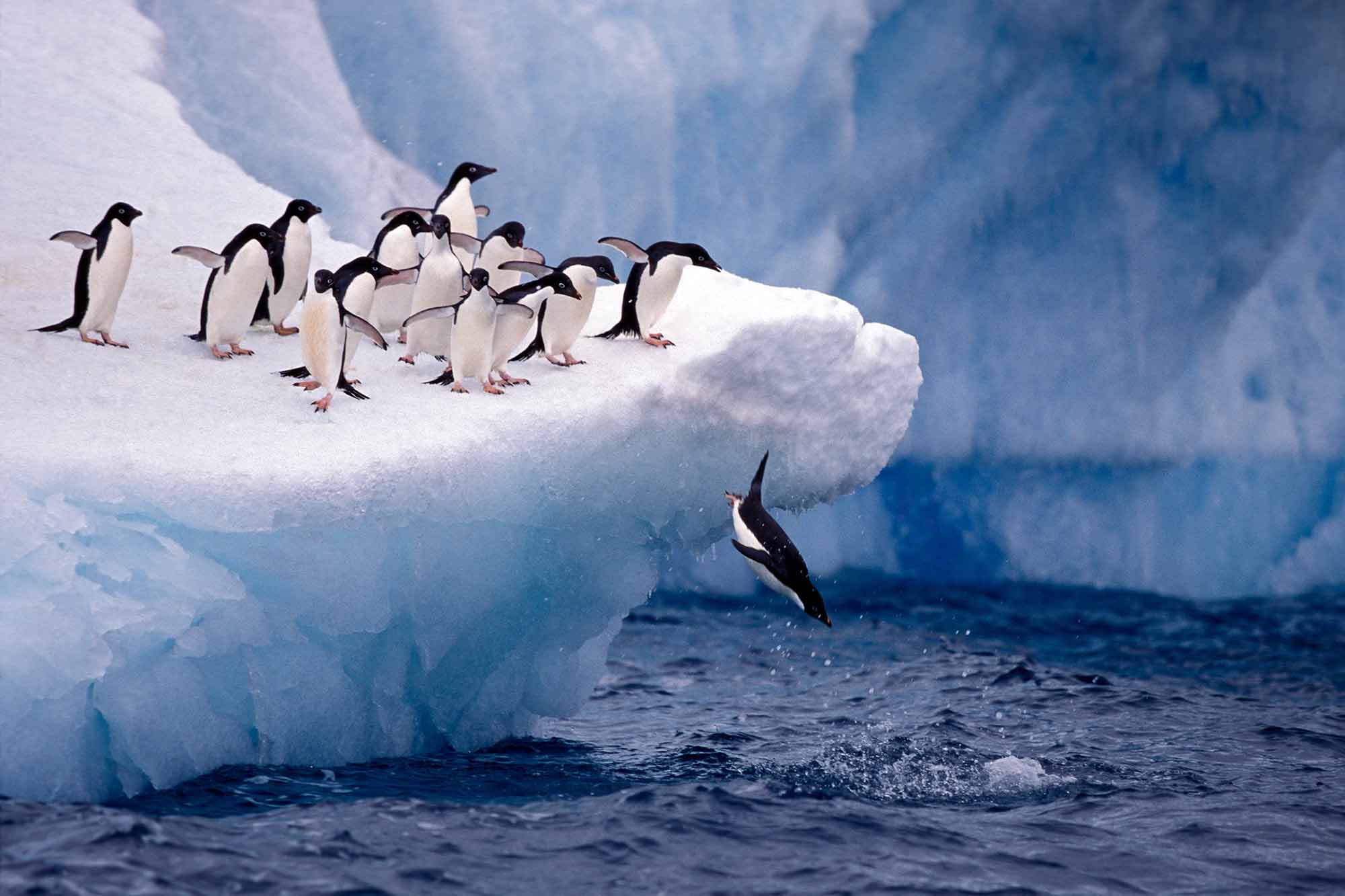 Pursuing The Penguins | Fred.\ Holidays