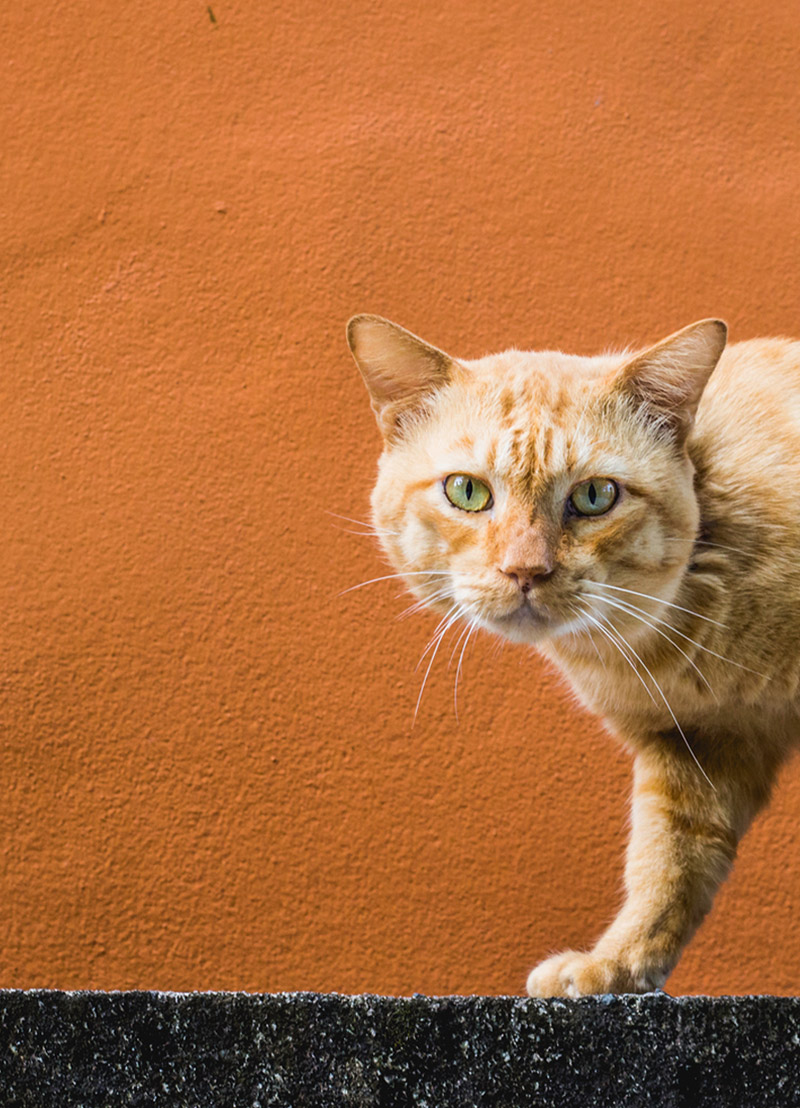 Waarom geeft je kat je kopjes? :: Universiteit van Vlaanderen