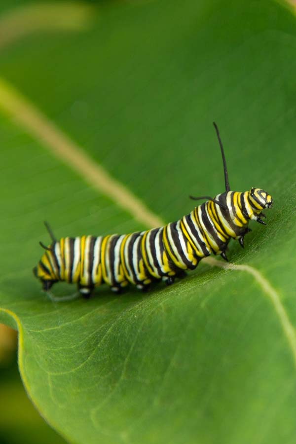 7 activities to go with The Very Hungry Caterpillar | Famly