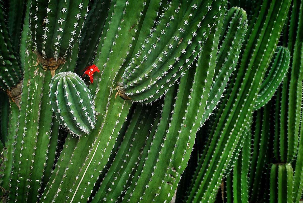 Mexico Cactus