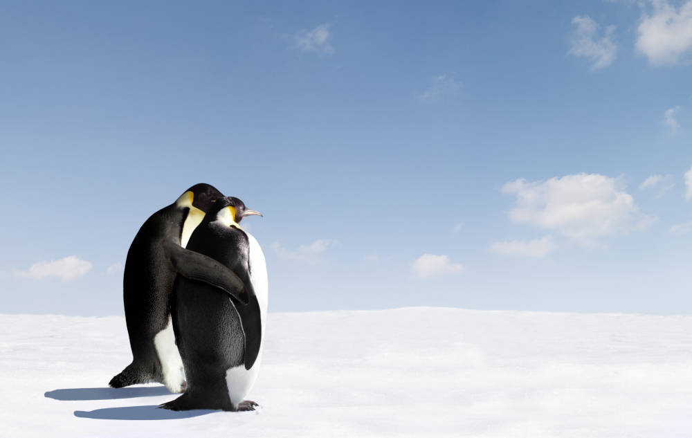 Monogamy: Why So Many People Choose It And If It's Even Natural | O.school