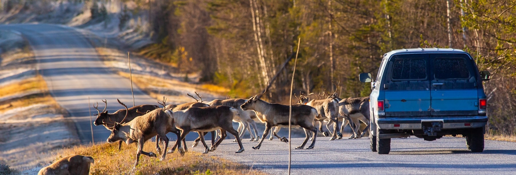 Wildlife Collision Car Accidents