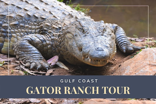 Gulf Coast Gator Ranch Airboat Tour, Oh My!