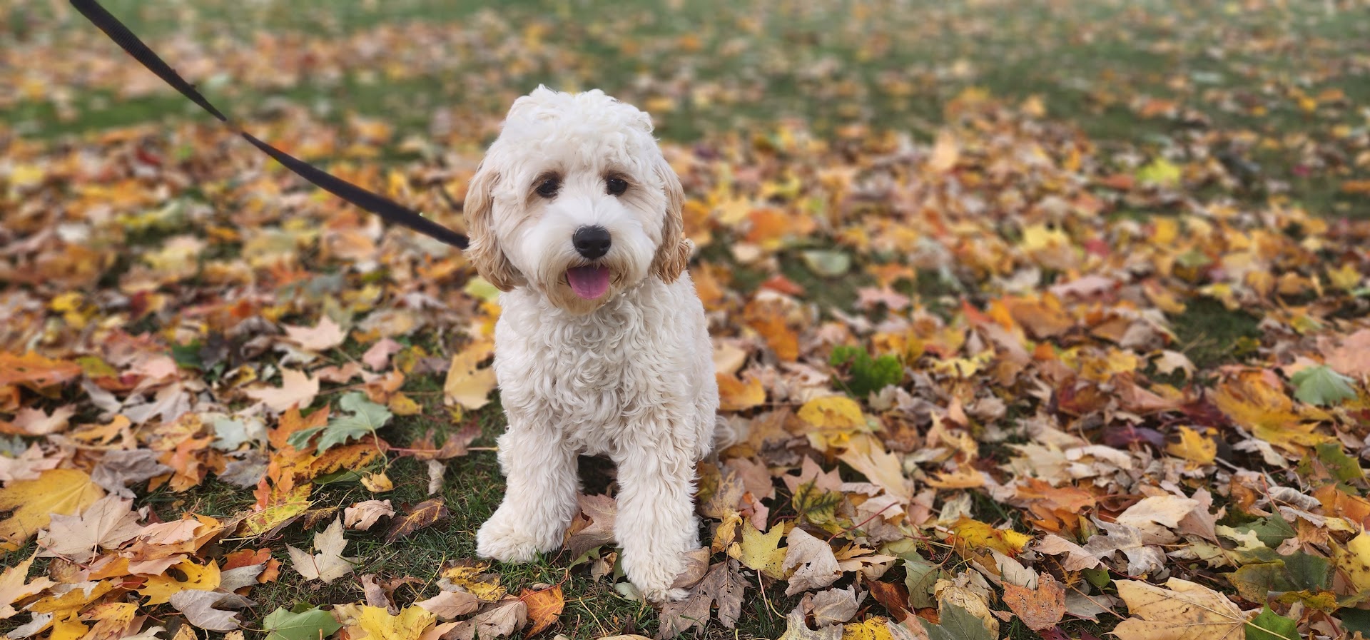 Bailey - Female - F1 Cockapoo | Agape Kennel | Elmira, Ontario