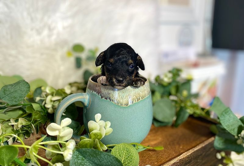 Puppies | Agape Kennel | Elmira, Ontario