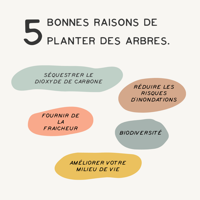 5 bonnes raisons de planter des arbres dès maintenant | Accolades