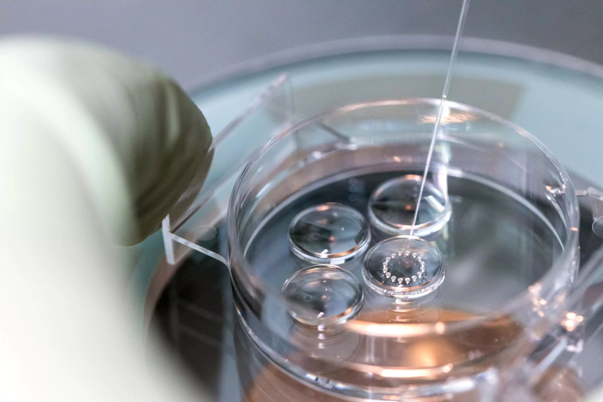 Here’s what happens to an embryo grown in an IVF embryology lab