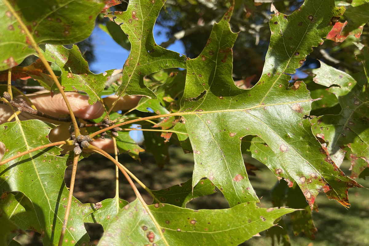 The Tree Whisperer® - Video: Climate-stressed Trees Need "Reminding ...