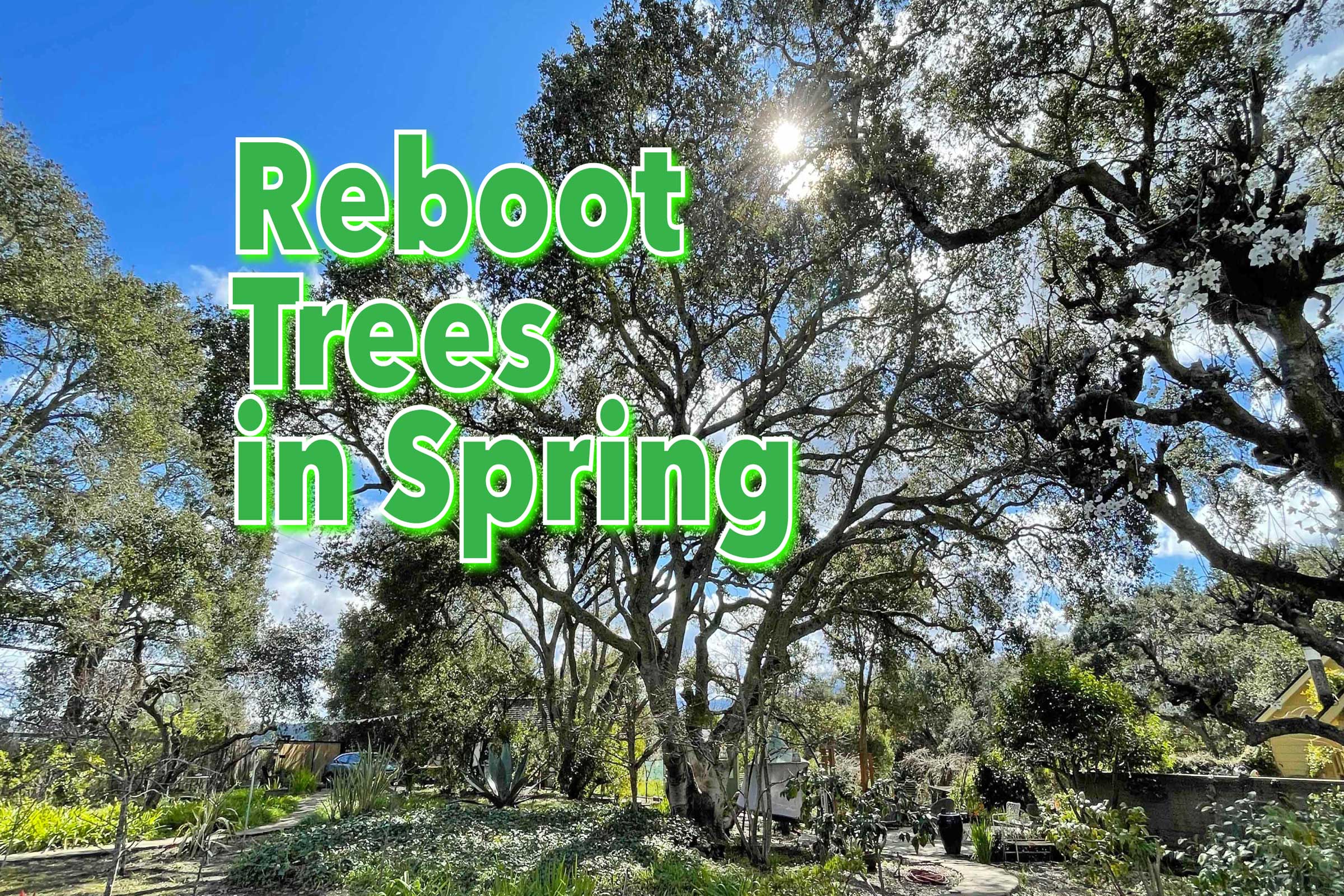 The Tree Whisperer® - COURSE: Reboot Trees in Spring