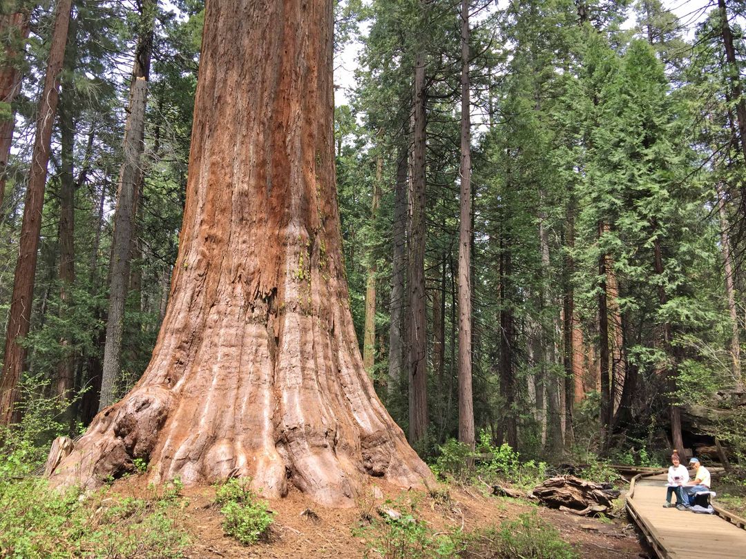 The Tree Whisperer® - Home