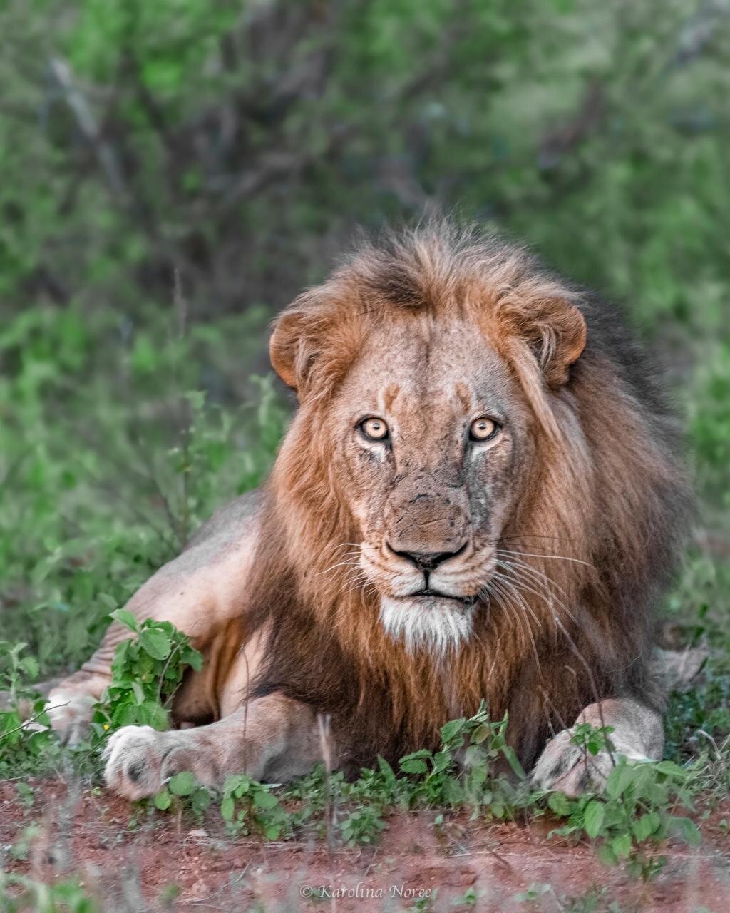 The Timbila Pride | Last Word