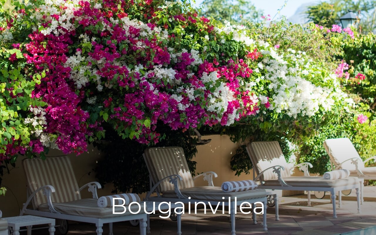 Constantia | Last Word