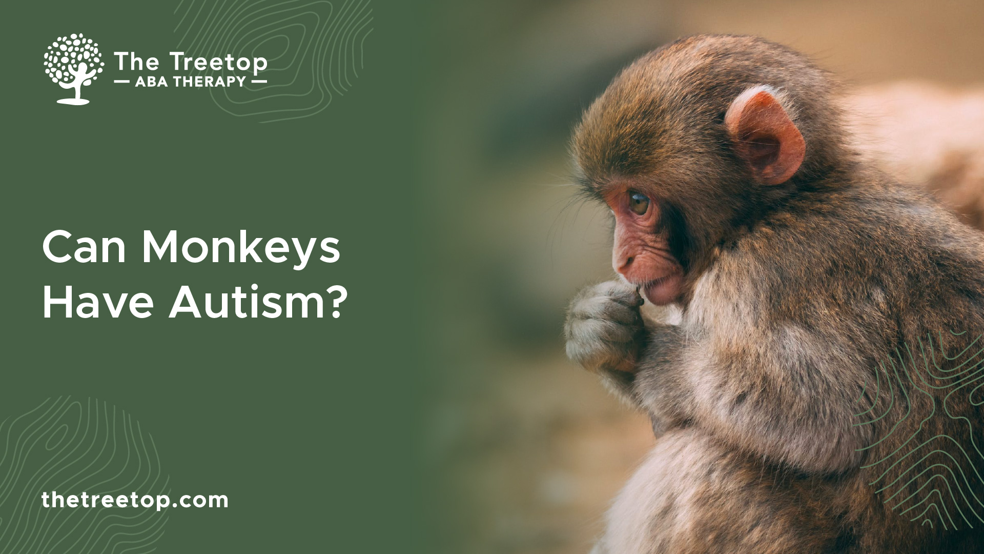 Can Monkeys Have Autism?