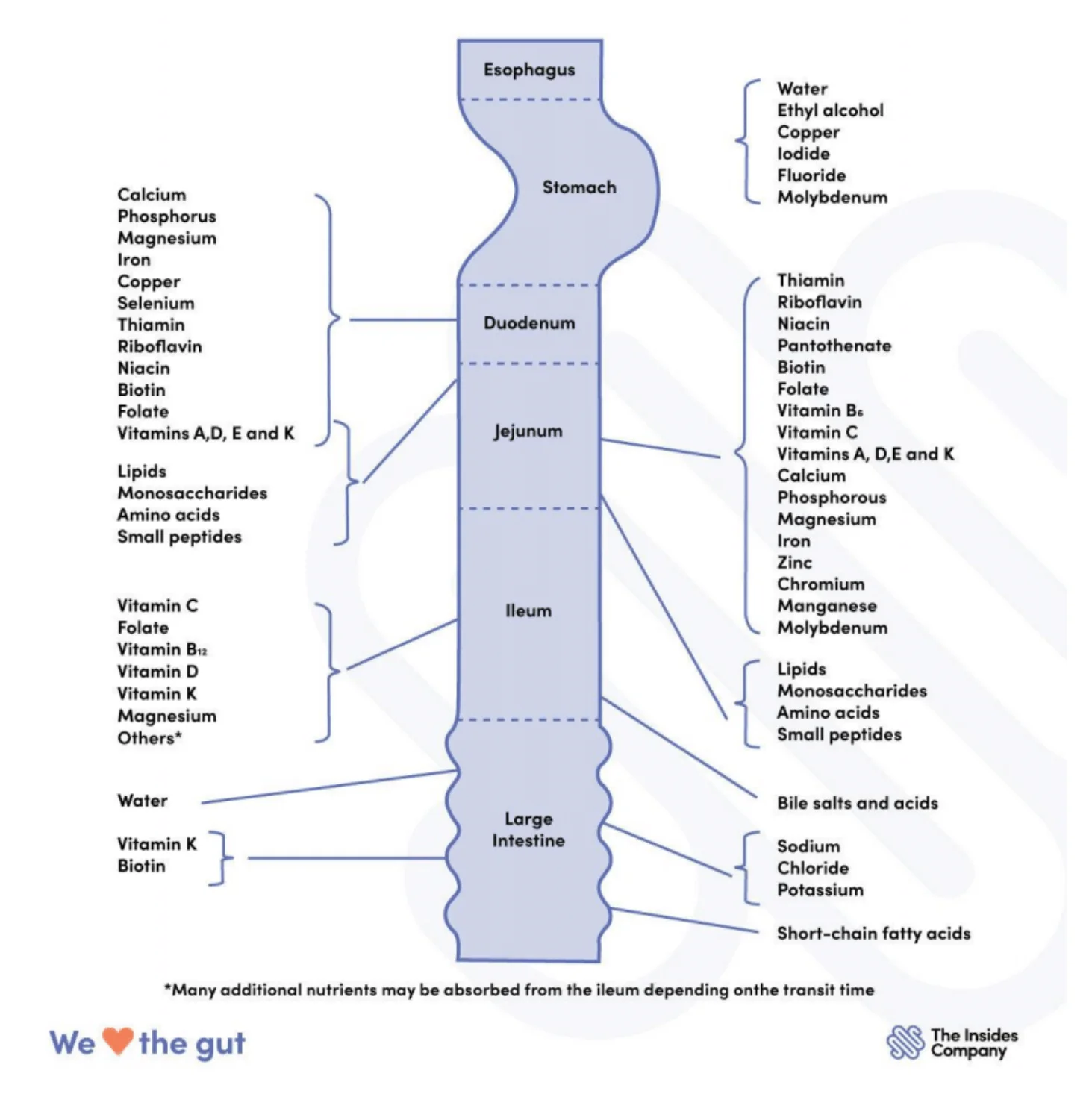 Nutrient Absorption in the Gastro-Intestinal System