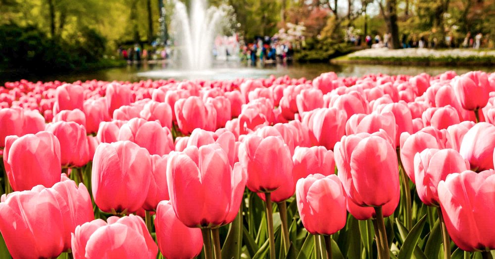 50 Interesting and Fun Facts about the Netherlands