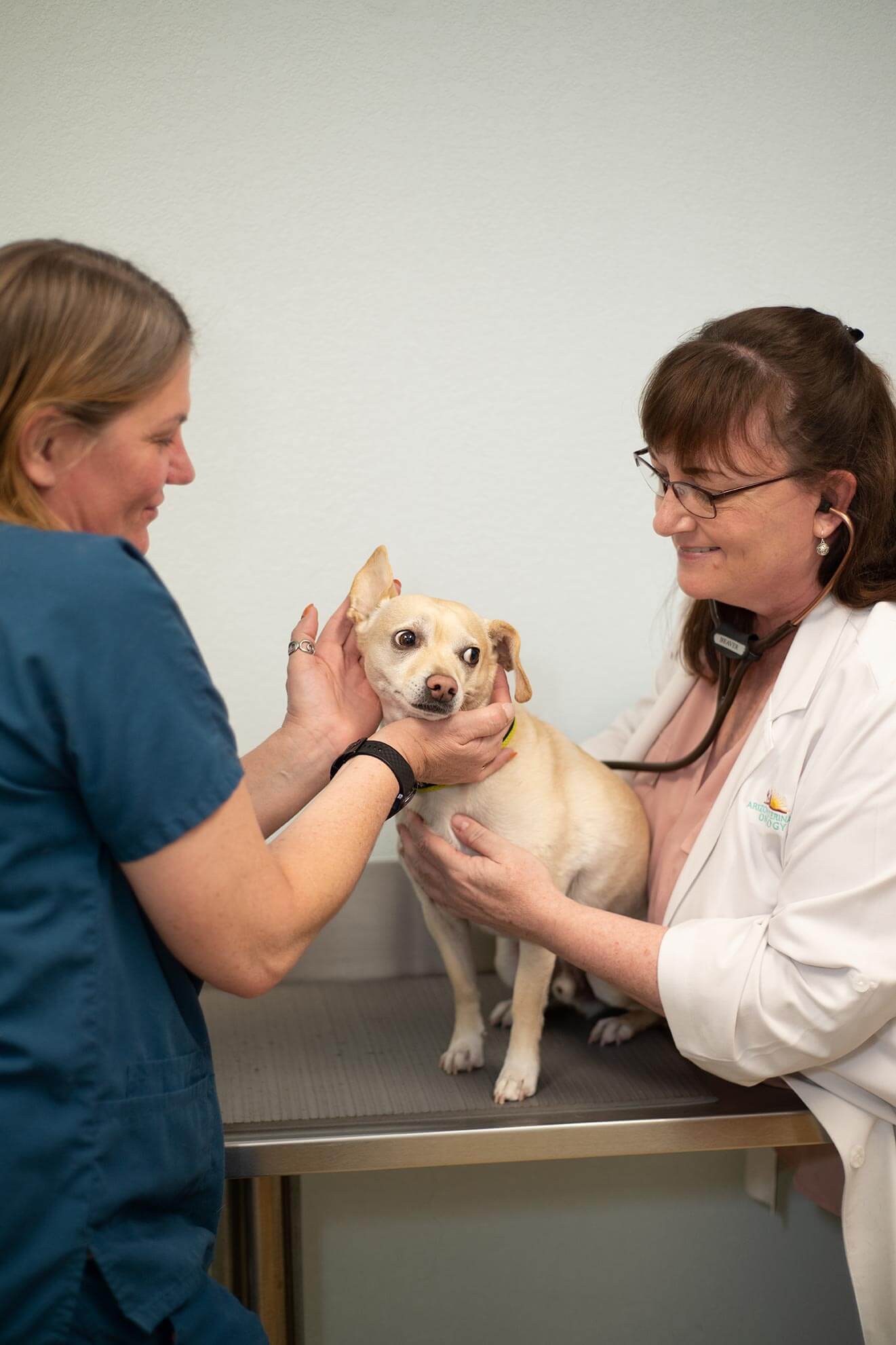 Dog & Cat Cryotherapy In Gilbert, AZ I Arizona Veterinary Oncology