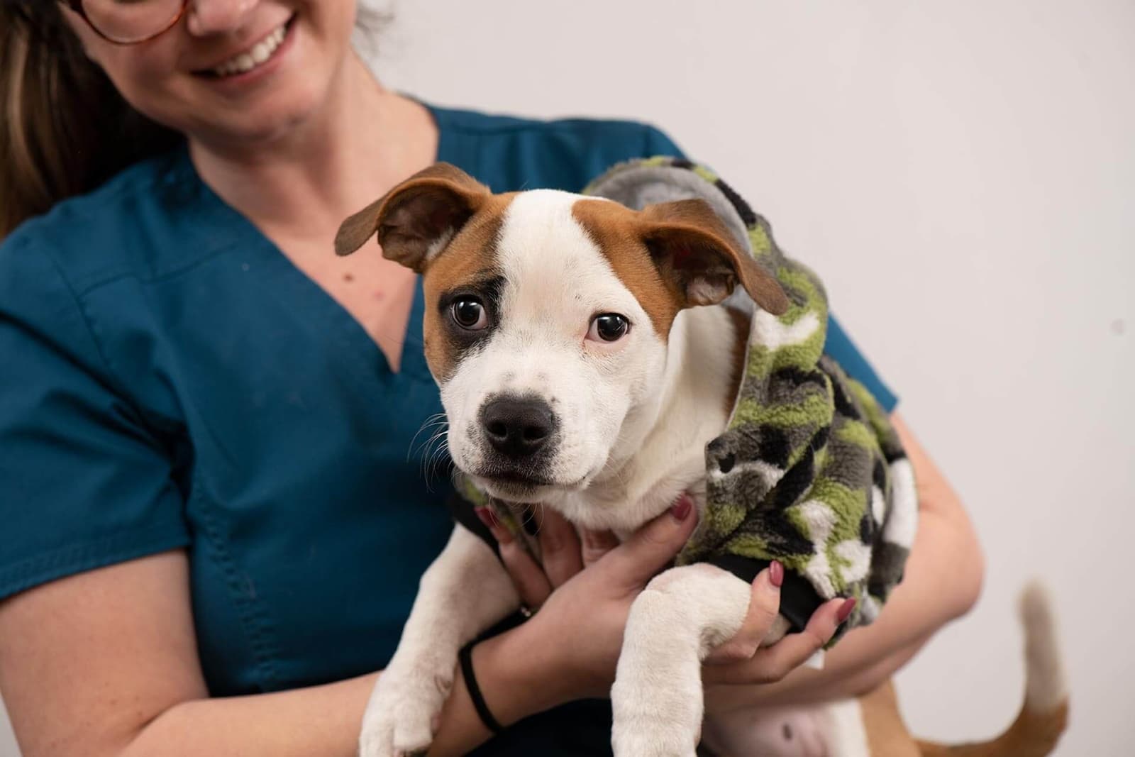 Nasal Tumors In Pets I Arizona Veterinary Oncology