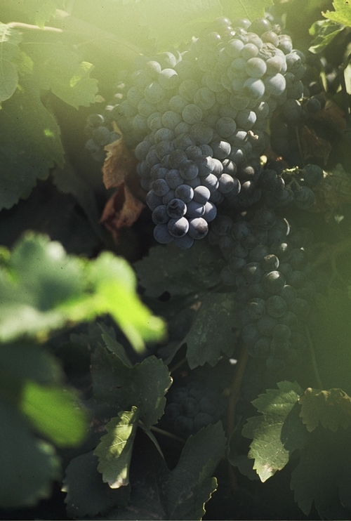 Bronco Wine Co. - Gallery