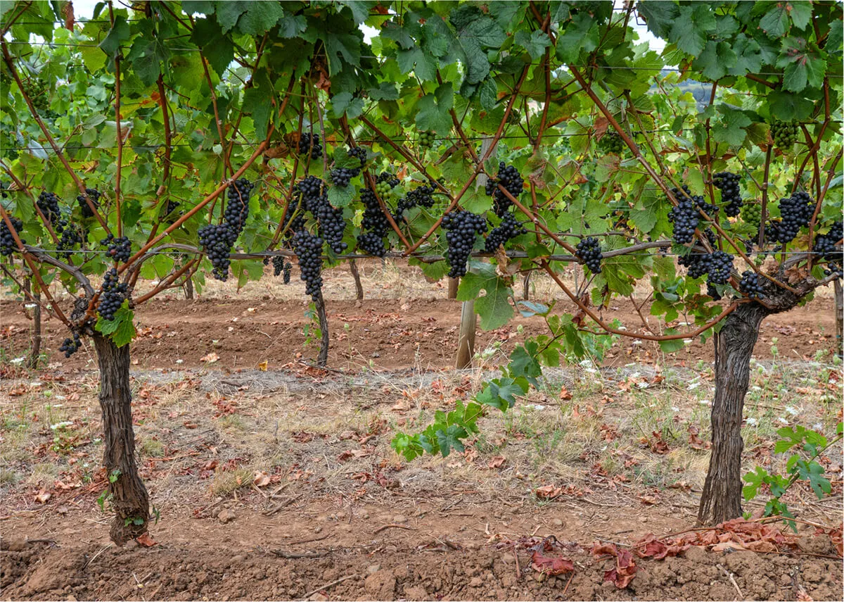 Bronco Wine Co. - Welcome