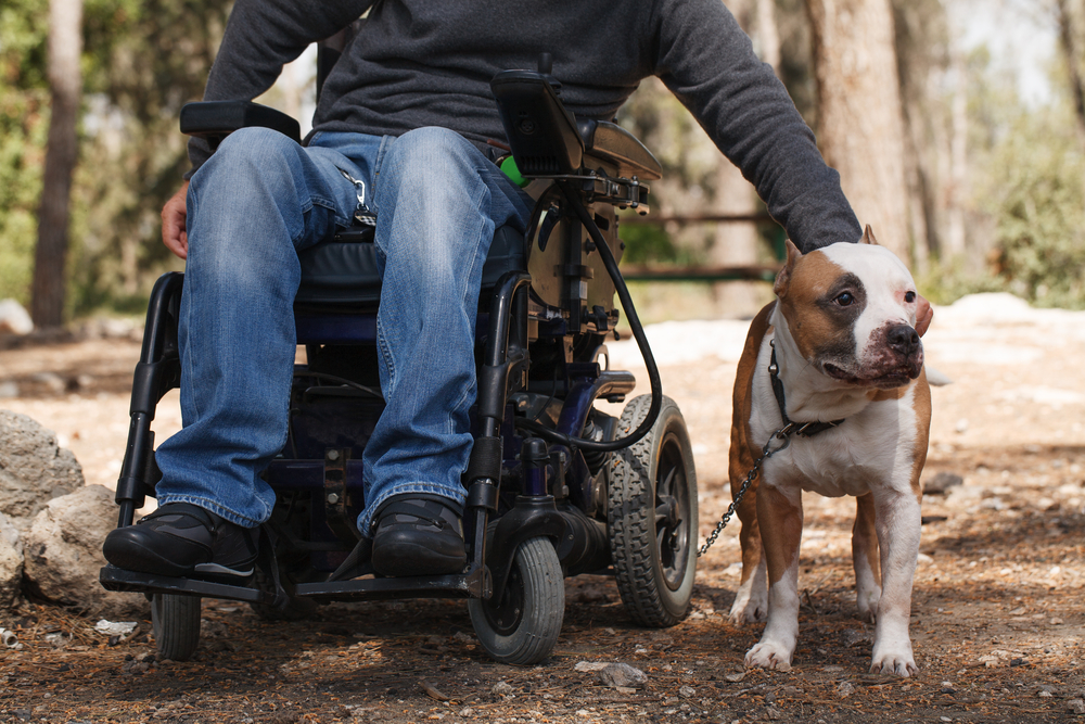 A Complete Guide to Emotional Support Dogs: Benefits, Breeds & More ...