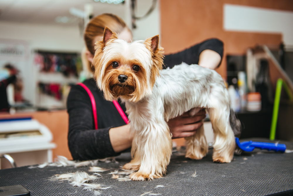Dog Grooming Career: Overview, Salary & Qualifications - Barkbus Ruff Draft