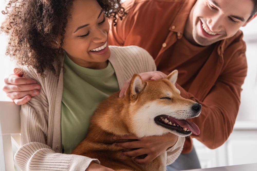 4 Key Things Every Pet Parent Should Know About Microchipping - Barkbus ...