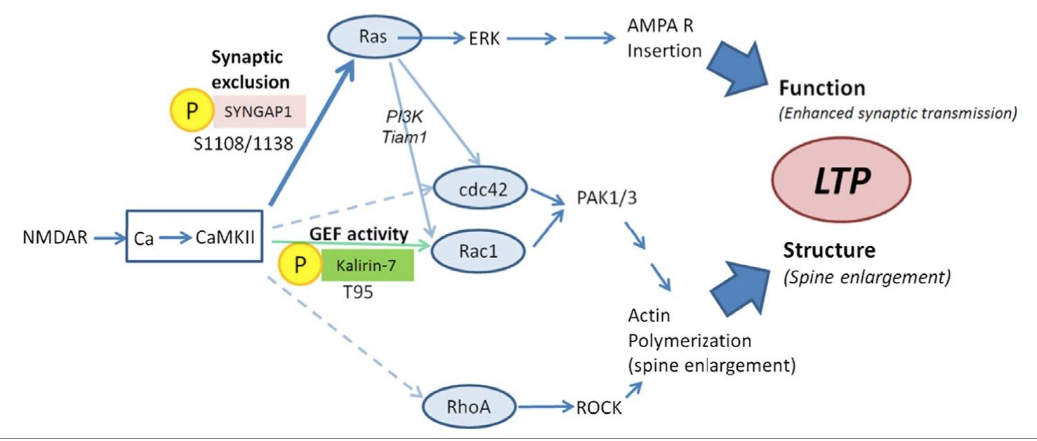 SynGAP1 Treatment | SynGAP Research Fund