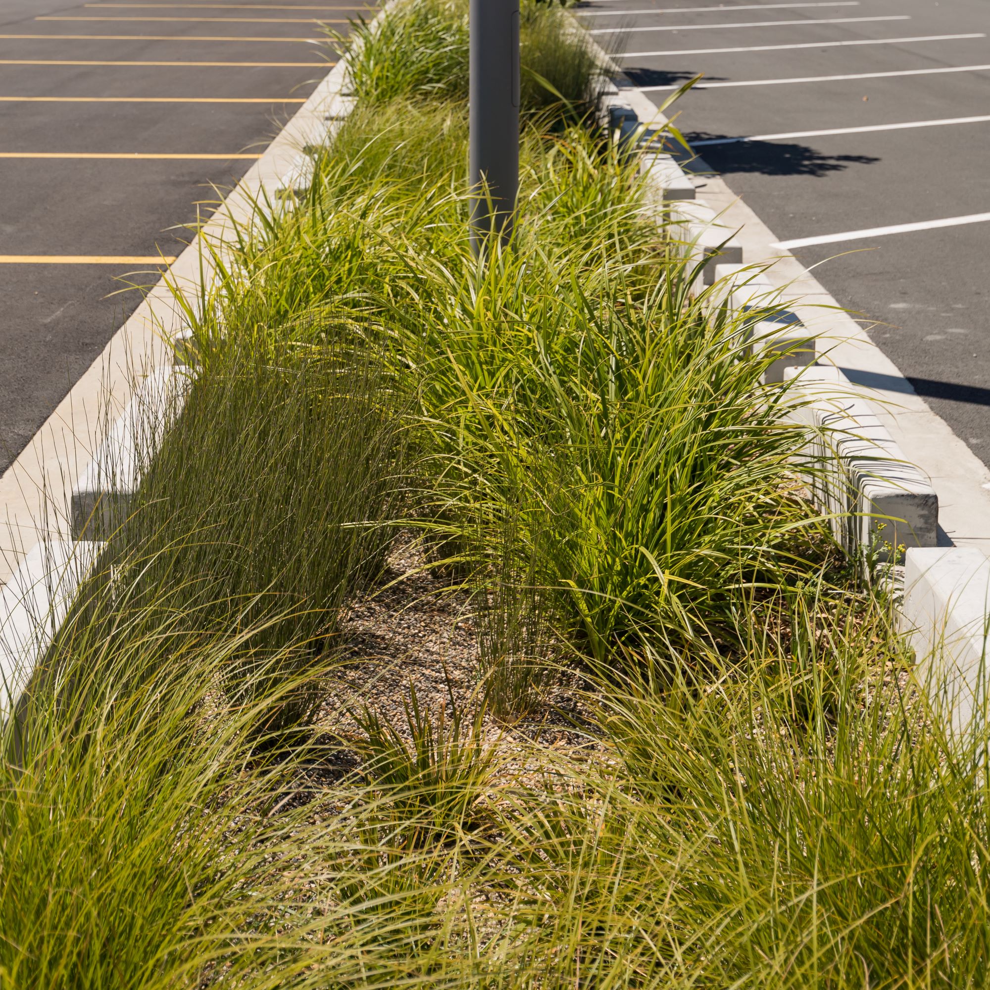 SW240 Swale Mix | ScapeSpec NZ