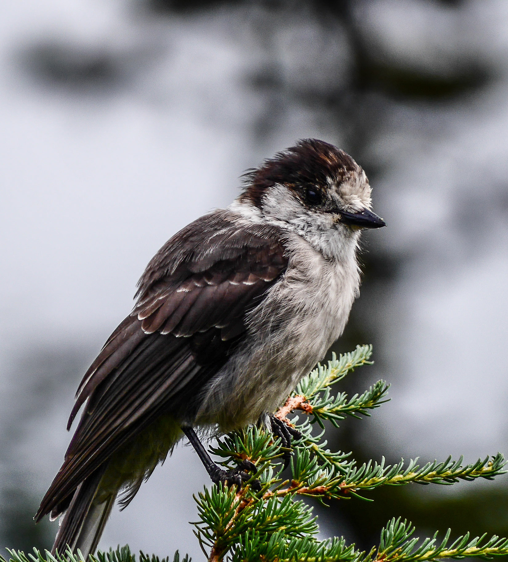 Washington State Conservation Commission