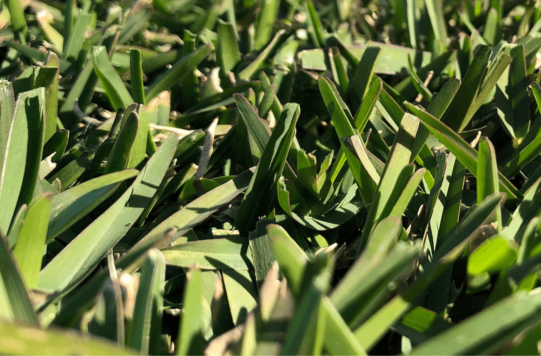 Tall Fescue Grass | HG Turf
