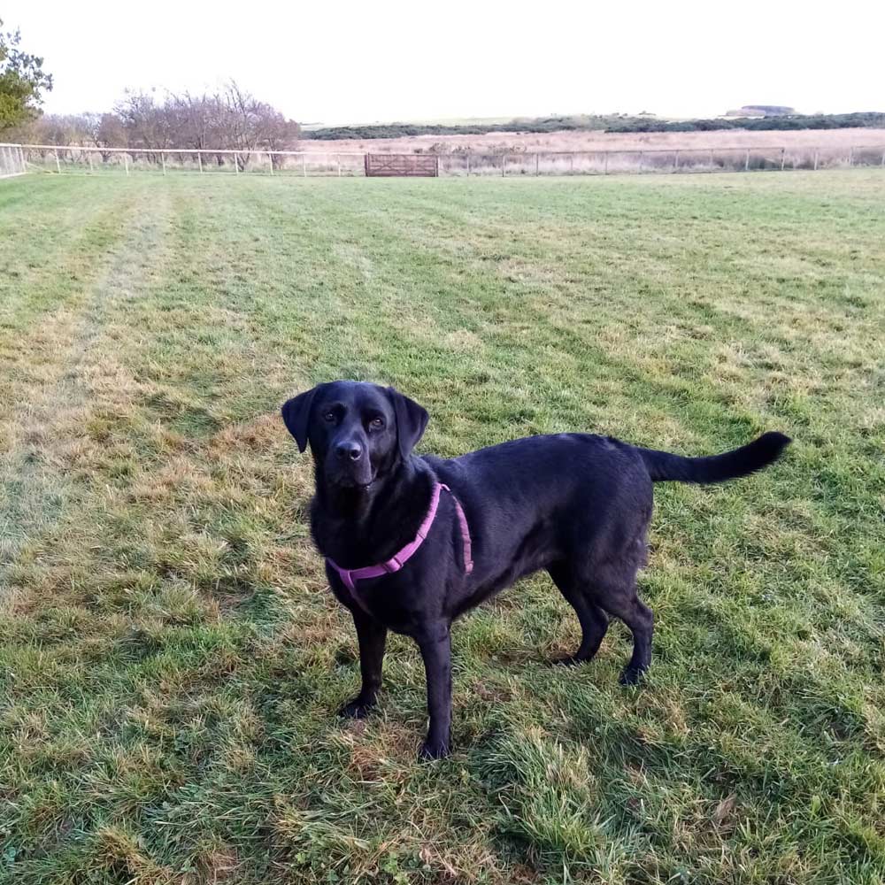 See how special Moss Croft Country Kennels is.