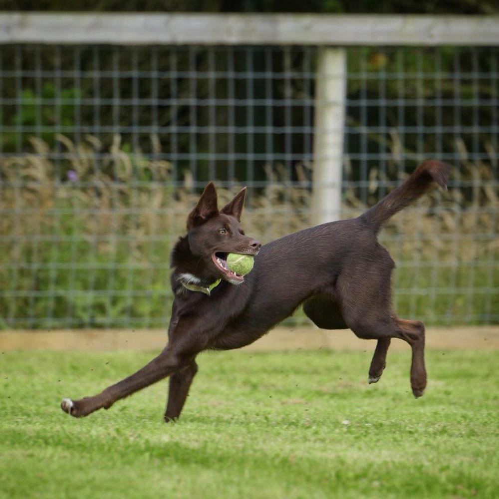 See how special Moss Croft Country Kennels is.