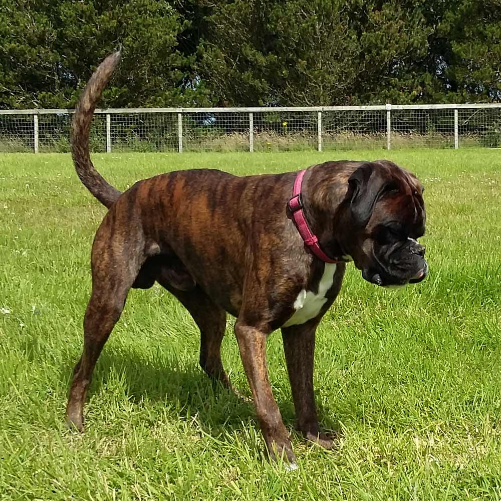 See how special Moss Croft Country Kennels is.