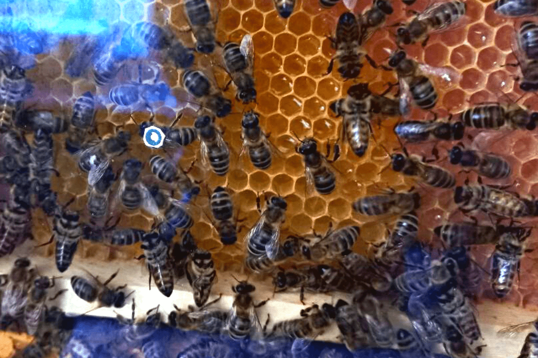 Faced with dwindling bee colonies, scientists are arming queens with ...