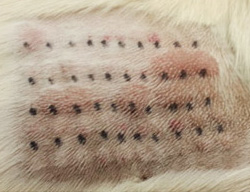 Services | V.A.D.E.R. Clinic