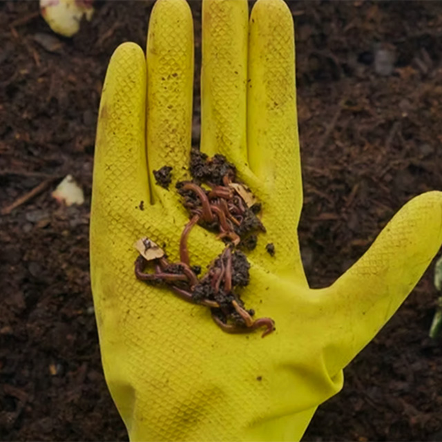 Create your own worm farm - Storypark