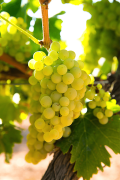 Camp 2021 Chardonnay | WINECULT