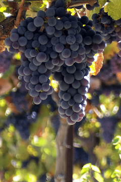 Groundwork 2018 Counoise | WINECULT