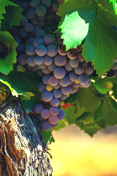 Revealed 2021 Rose of Grenache | WINECULT