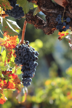 Groundwork 2017 Mourvèdre | WINECULT