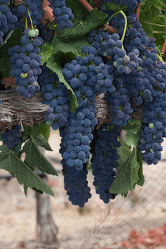 WINECULT 2021 "Passenger" Syrah | WINECULT