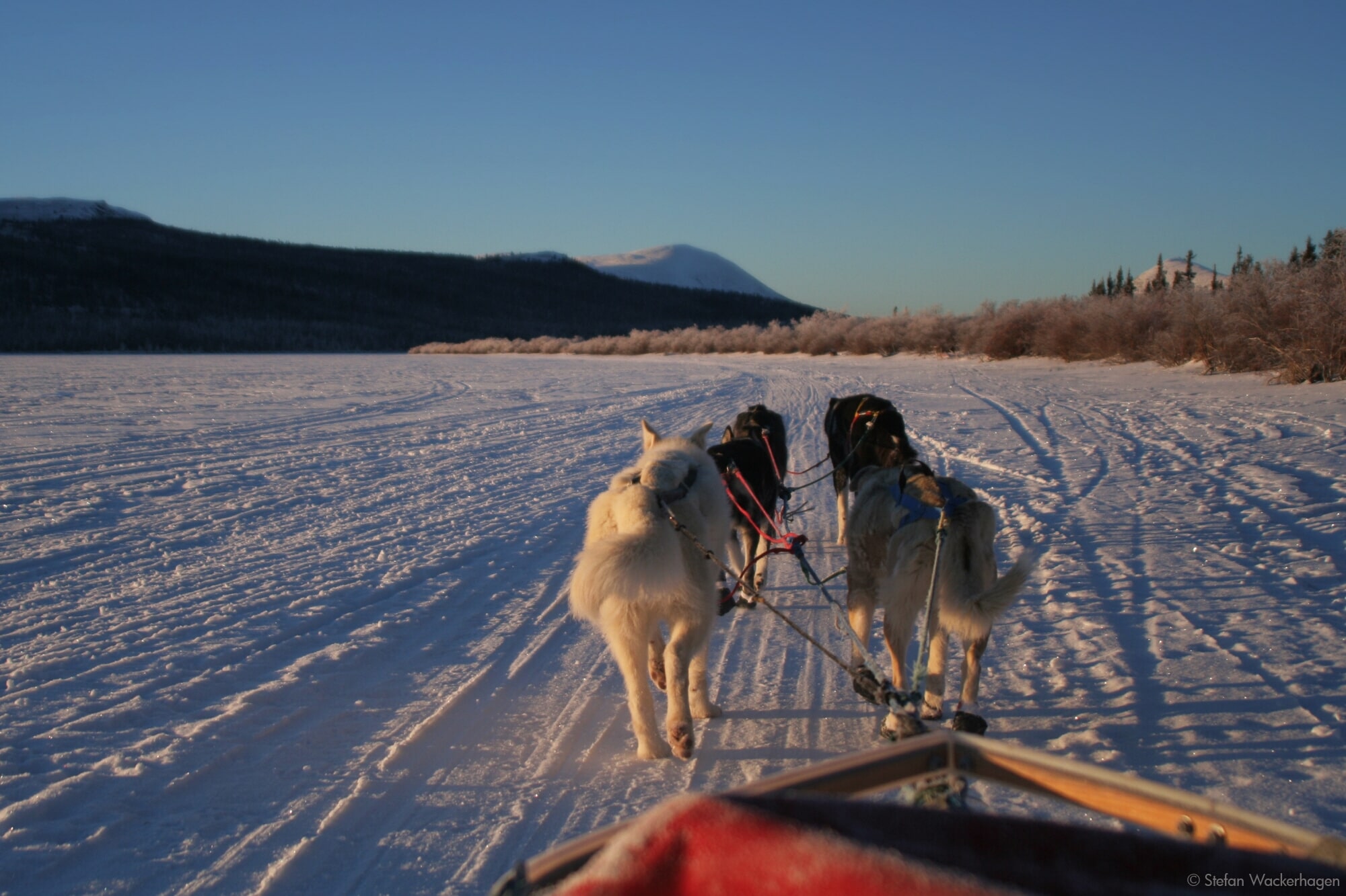 Yukon Experience: Dog Sledding (self-drive, tandem)