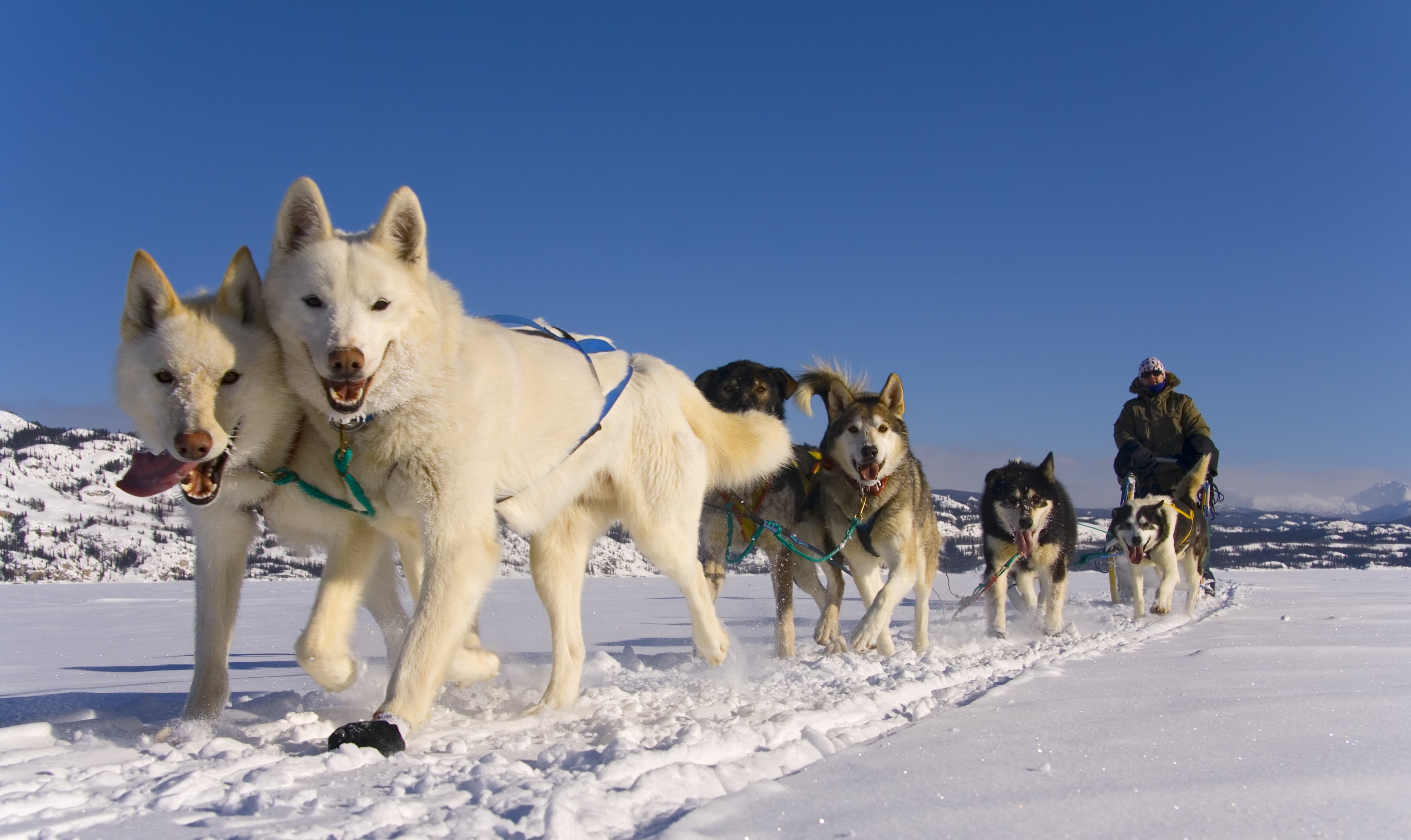 Yukon Experience: Dog Sledding (self-drive, tandem)
