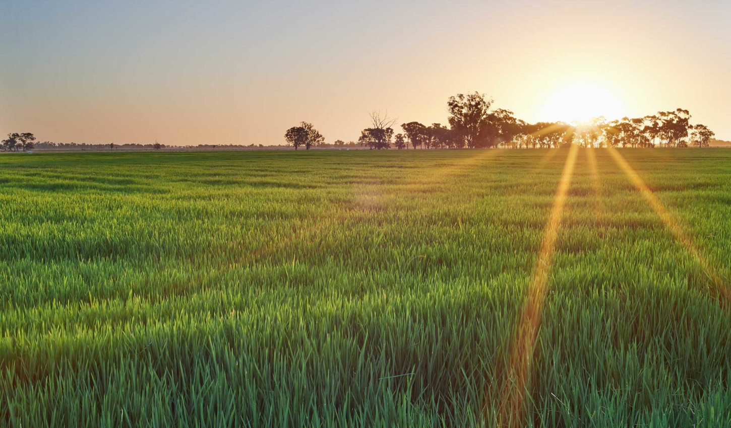 SunRice | Our Partners