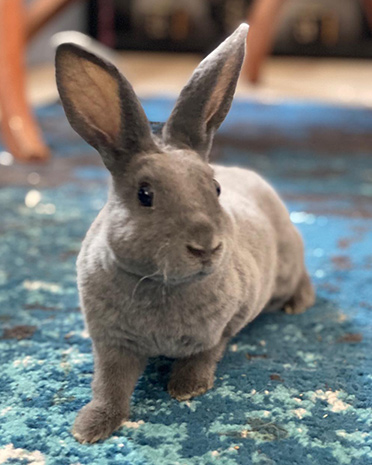 Adoptable and Fosterable Rabbits